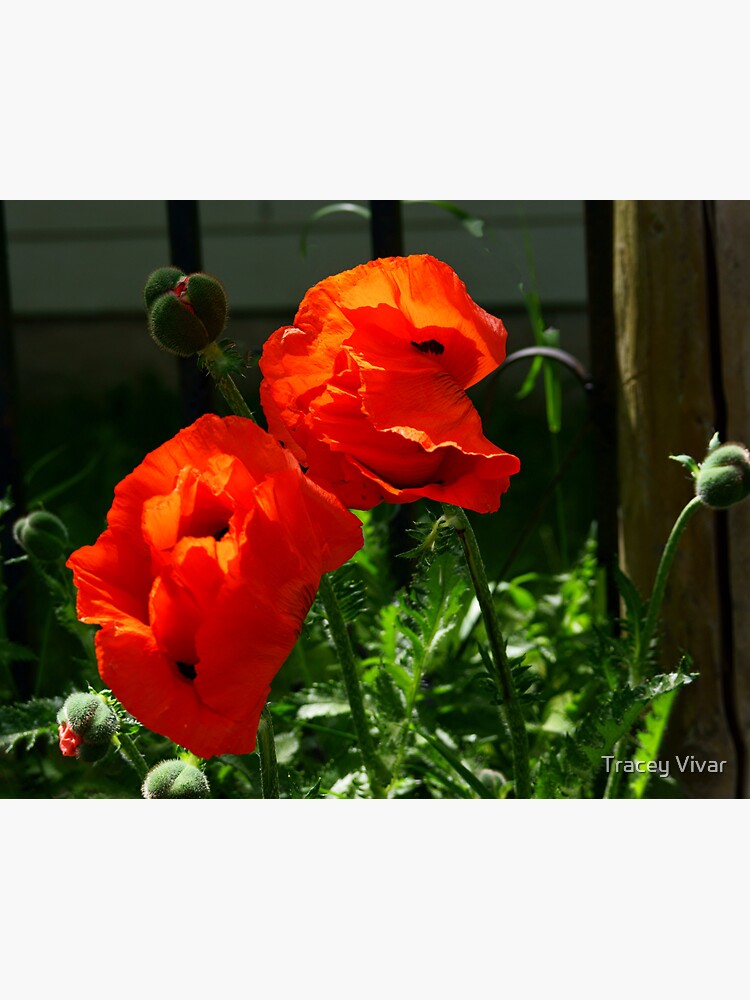 "Poppy Siblings" Sticker for Sale by spaceytracey7 | Redbubble