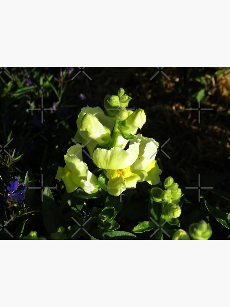 "Yellow snapdragons" Sticker for Sale by greentiger1 | Redbubble