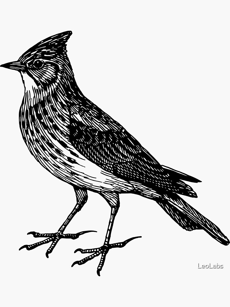 "Skylark Bird Drawing" Sticker for Sale by LeoLabs | Redbubble
