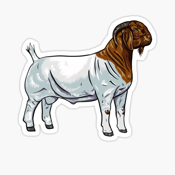 "Boer Goat Buck" Sticker for Sale by Dreaminkedart | Redbubble