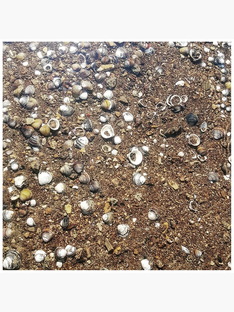 "Shells Art Board Print" Sticker for Sale by NicoKingai | Redbubble