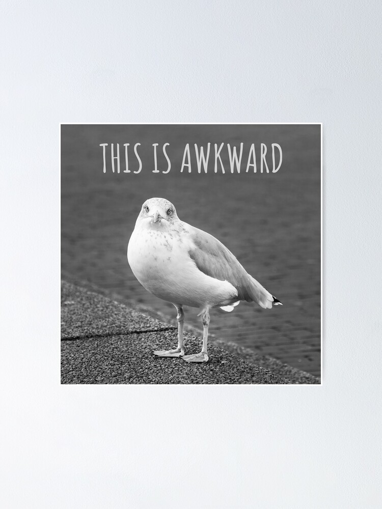 "This is Awkward, Bird Meme" Poster for Sale by SevillaAnimals | Redbubble