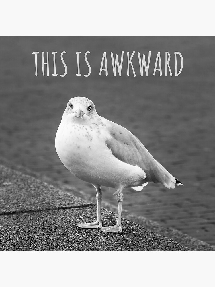 "This is Awkward, Bird Meme" Sticker for Sale by SevillaAnimals | Redbubble