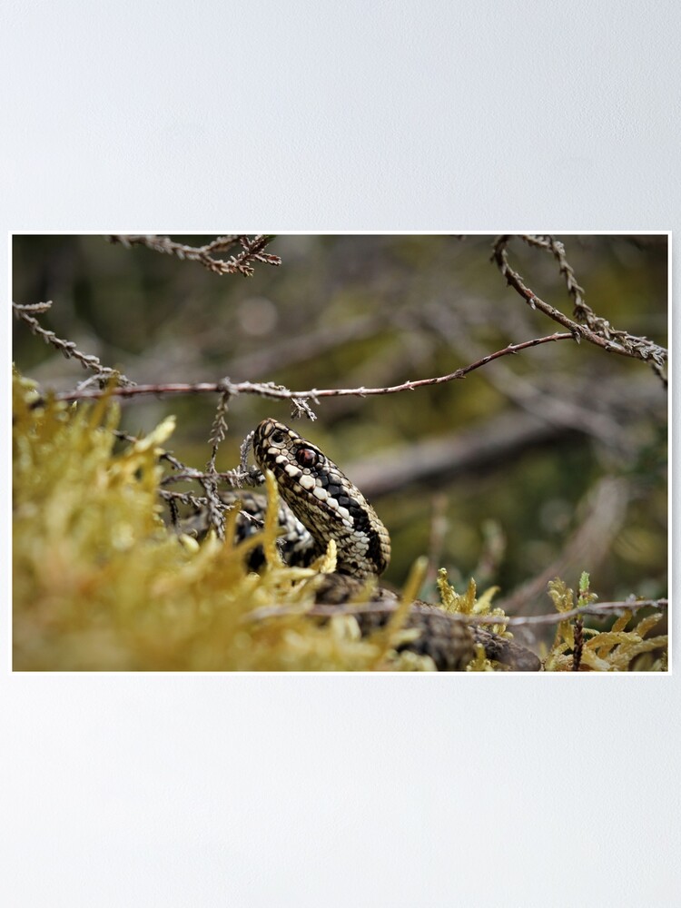 "Adder - Vipera berus" Poster for Sale by Chrismoss | Redbubble