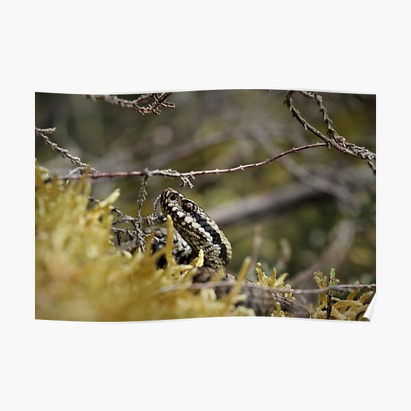"Adder - Vipera berus" Poster for Sale by Chrismoss | Redbubble