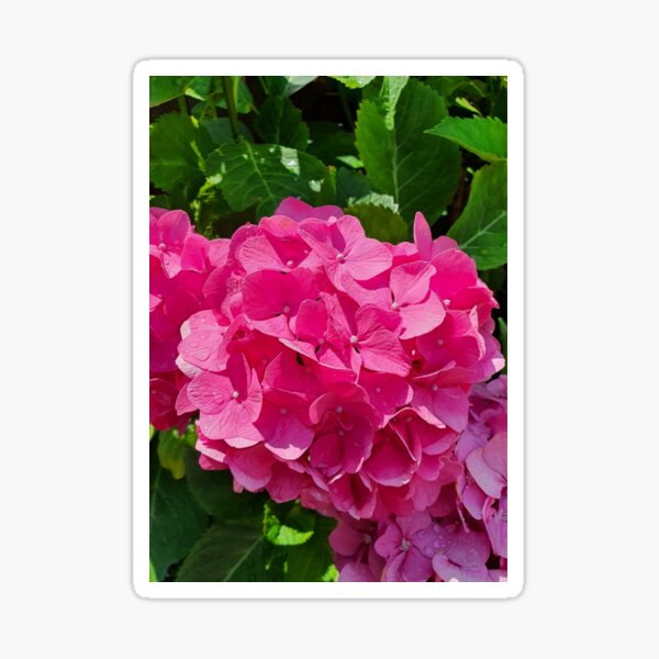 "pink hydrangea" Sticker for Sale by vavadesigns | Redbubble