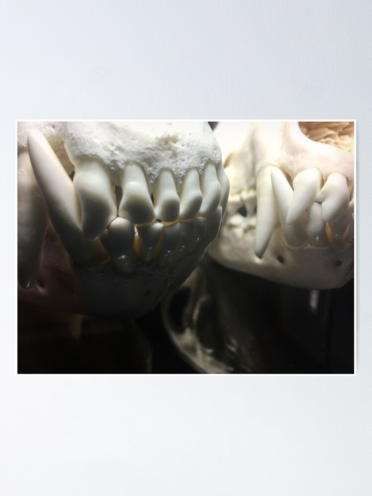 "What Big Teeth You Have" Poster by PilafiaMadness | Redbubble