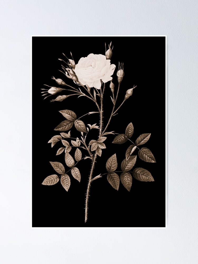 Póster «Flor rosa de Rosenberg, ilustración alternativa - Bronce y rosa ...