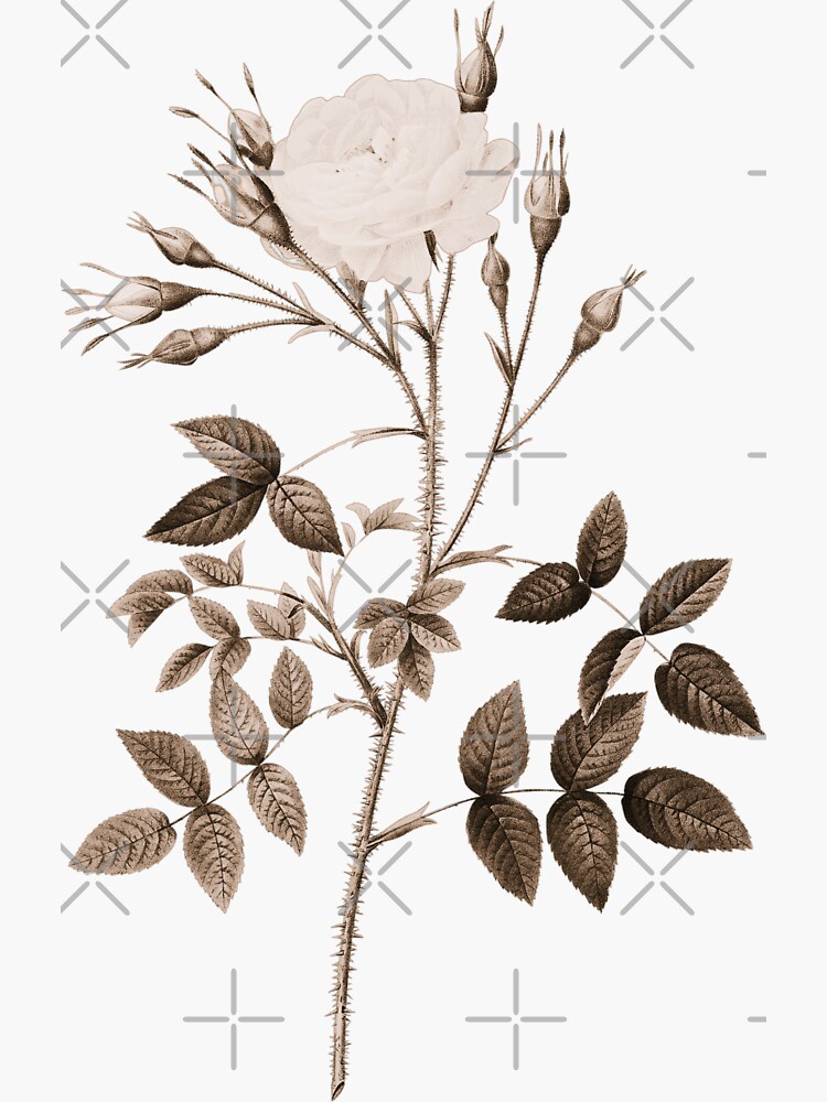 Pegatina «Flor rosa de Rosenberg, ilustración alternativa - Bronce y ...