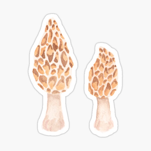 "Morel Mushroom Watercolor Sticker" Sticker for Sale by redsforestforge ...