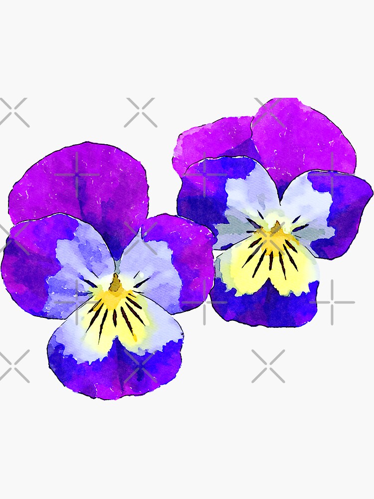 "Tricolor Violet White Yellow Pansy Blossom Watercolor Painting ...