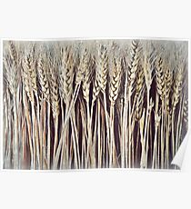 Wheat Sheaf Posters | Redbubble