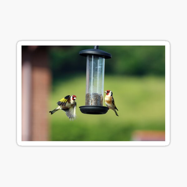 "Incoming!" Sticker for Sale by GreyFeatherPhot | Redbubble