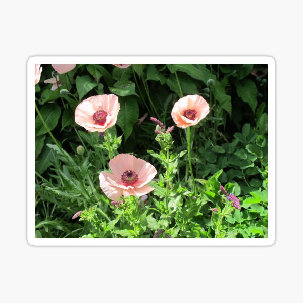 "pink poppy" Sticker for Sale by chrisshalom | Redbubble