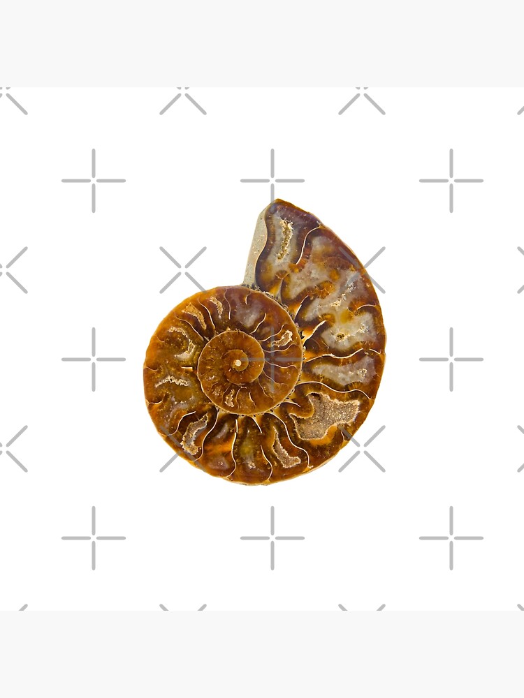 "Geometry Spiral Ammonite Design" Poster for Sale by BronikowskiART ...