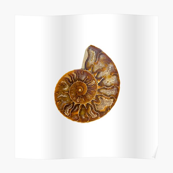 "Geometry Spiral Ammonite Design" Poster for Sale by BronikowskiART ...