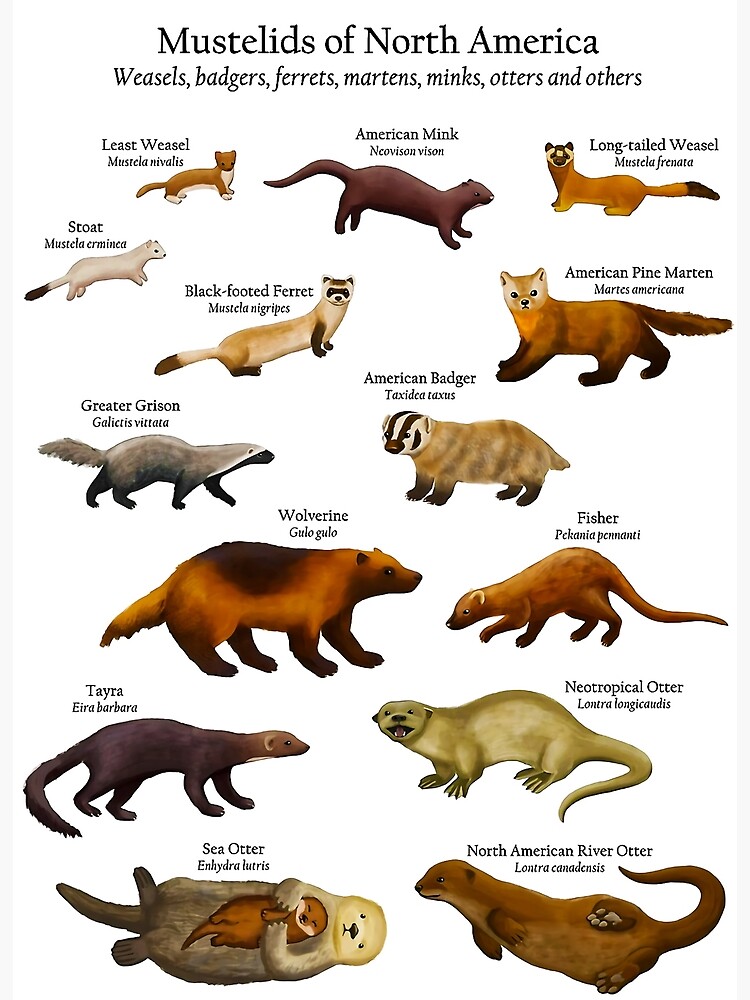 "Mustelids of North America (Weasels, Otters, Mink and More) - Poster ...