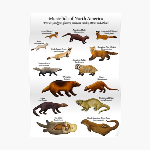 "Mustelids of North America (Weasels, Otters, Mink and More) - Poster ...