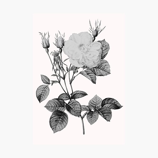 Lámina fotográfica «Hoja blanca de Fleury Rose Flower, Ilustración ...