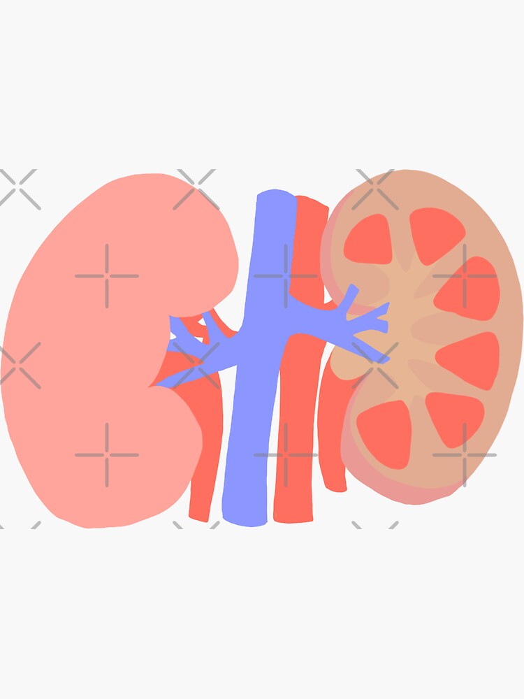 "Kidney" Sticker for Sale by princesssomo21 | Redbubble