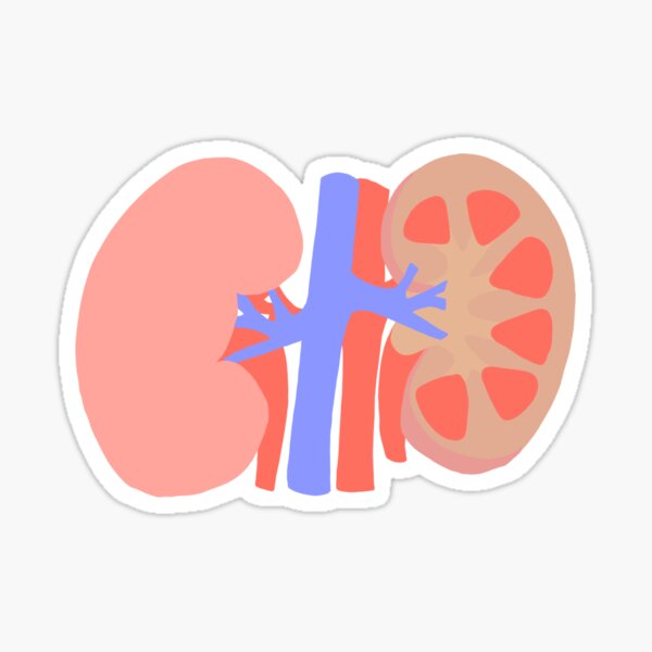 "Kidney" Sticker for Sale by princesssomo21 | Redbubble