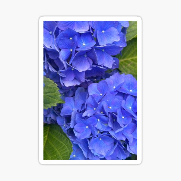 "Perfect Blue Hydrangea" Sticker for Sale by Photomersion | Redbubble