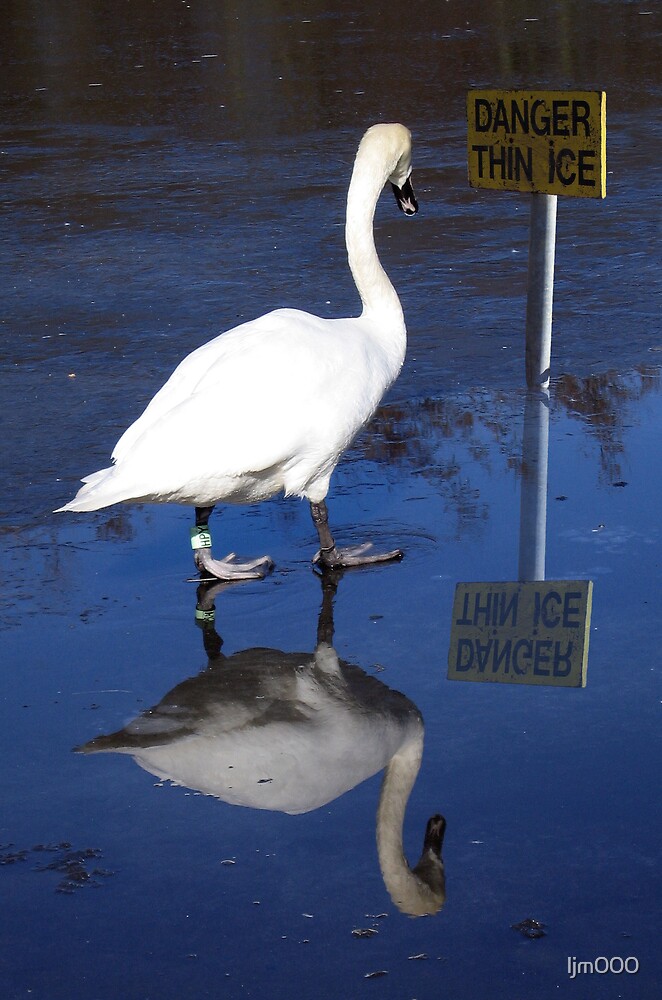 "Mute swan reading 'Danger Thin Ice ' sign" by ljm000 | Redbubble