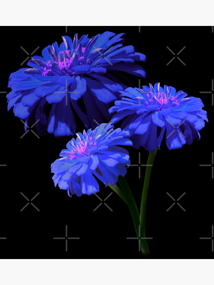 "Periwinkle blue floral Royal blue-Purple flowers blue daisy | blue ...