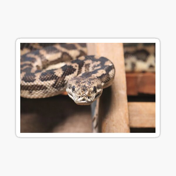 "South-West Carpet Python" Sticker for Sale by LeanneAllen | Redbubble