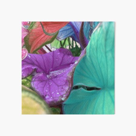 "Rainbow Caladiums" Art Board Print for Sale by lezell | Redbubble