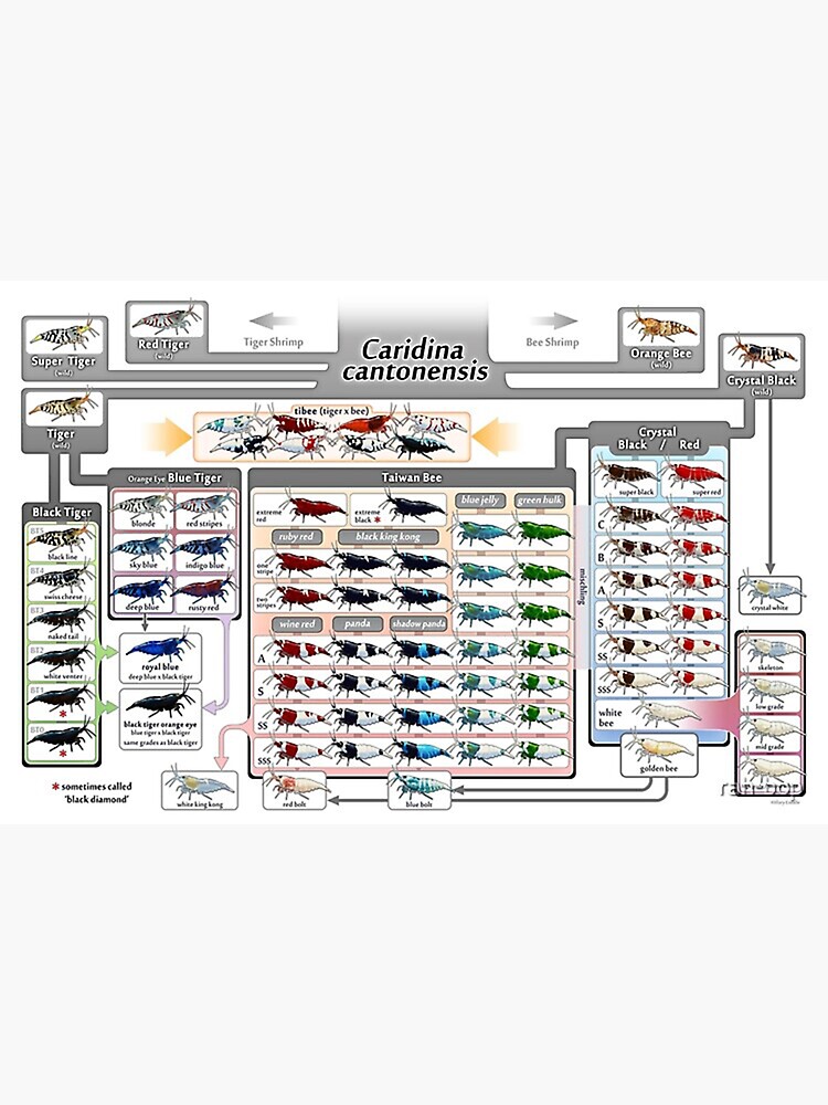 "Caridina Cantonensis" Sticker for Sale by andersarah | Redbubble