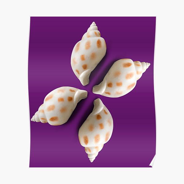 "Seashell Pattern - Beautiful Sea Creatures" Poster for Sale by ...