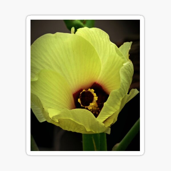 "Sunny yellow purple flower of Okra - Natural Photography" Sticker for ...