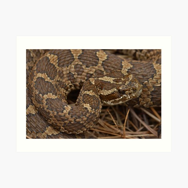 "Massasauga Rattlesnake" Art Print by pcatling | Redbubble