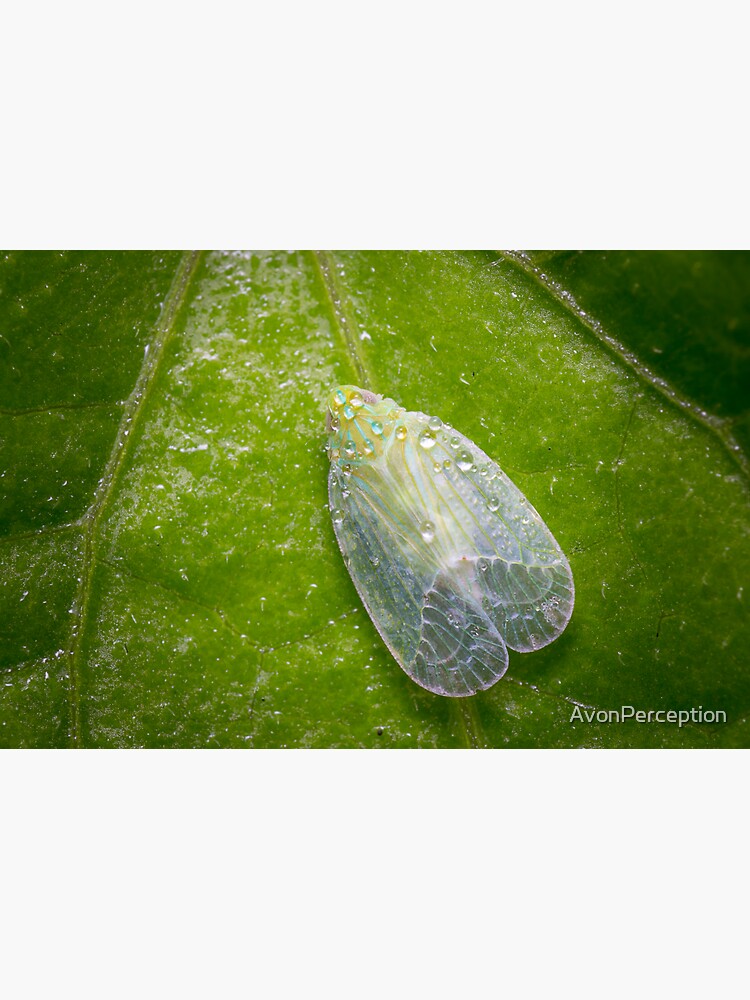 "Unique and organic photo of a dew-covered planthopper" Sticker for ...