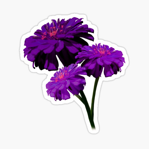 "Pretty purple florals | purple mums | purple zinnias | purple daisy ...