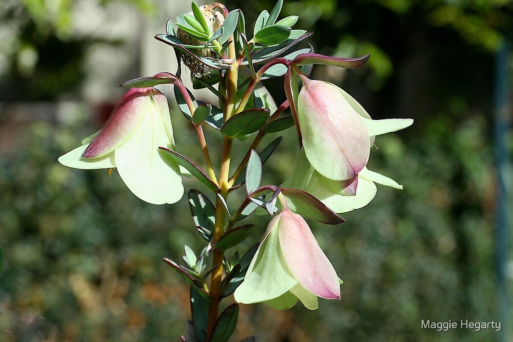 "Qualup Bell, pimelea physodes" by Maggie Hegarty | Redbubble
