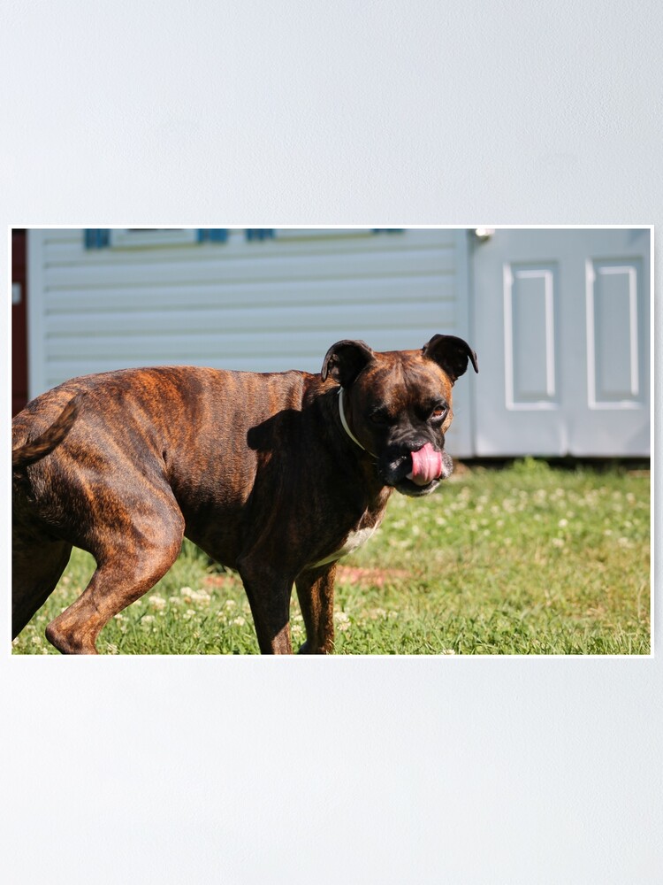 "Beautiful golden brown brindle boxer" Poster for Sale by NebulaP ...