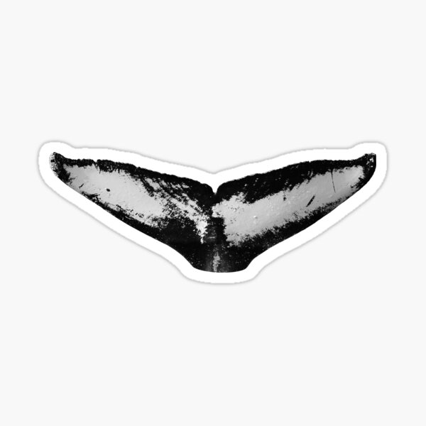 "Flame The Humpback Tail Fluke - Juneau's Whale" Sticker for Sale by ...
