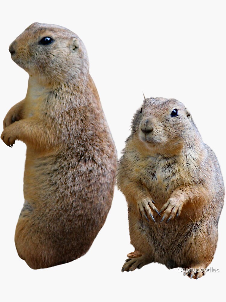 "Prairie Dog Squirrel Cute" Sticker for Sale by Sephydoodles | Redbubble