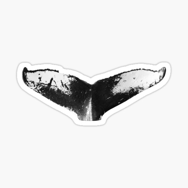 "Sasha the Humpback Tail Fluke - Juneau Whale" Sticker for Sale by ...