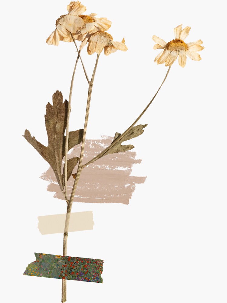 "Dried, Pressed Flower sticker" Sticker for Sale by hwayoungi | Redbubble