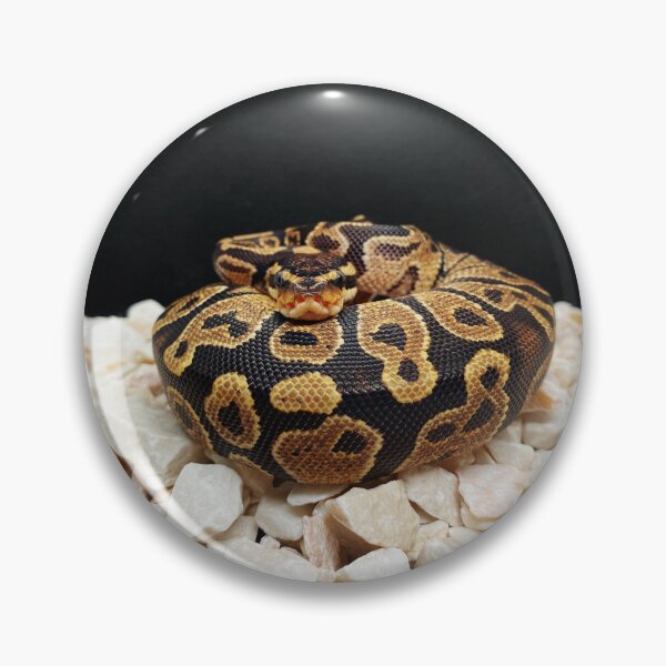 Ballpythons Gifts & Merchandise for Sale | Redbubble