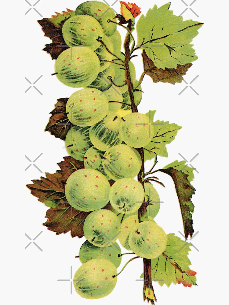 "Gooseberry" Sticker for Sale by hrcdesign | Redbubble