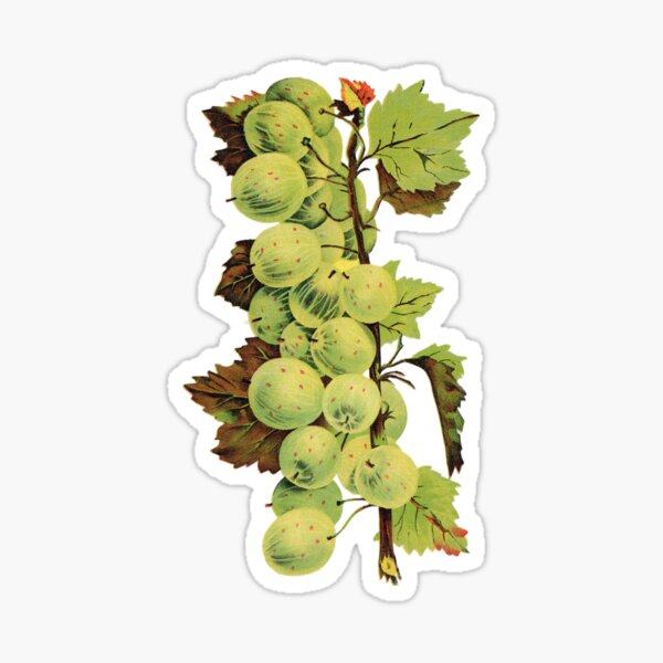 "Gooseberry" Sticker for Sale by hrcdesign | Redbubble