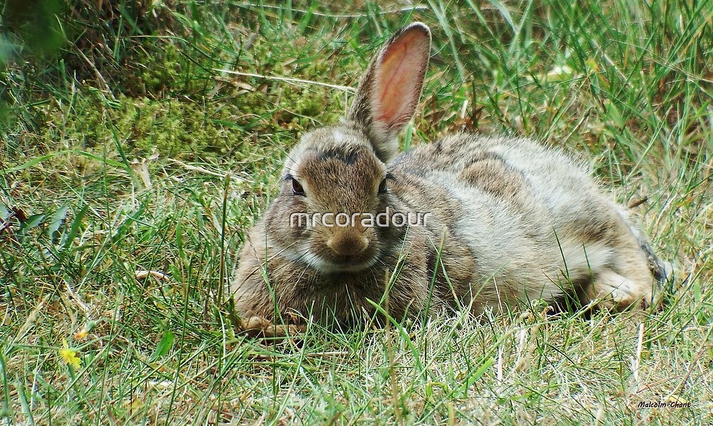 "" A one Eared Rabbit"???" by mrcoradour | Redbubble