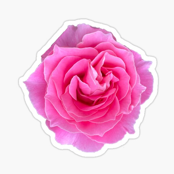 "Pink Rose" Sticker for Sale by primaryartist | Redbubble