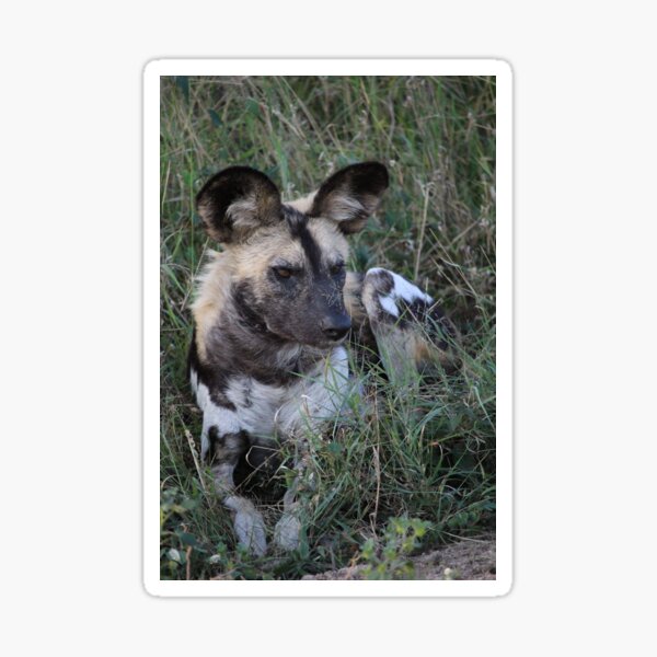"Wild Painted Dog" Sticker by thousandofpics | Redbubble