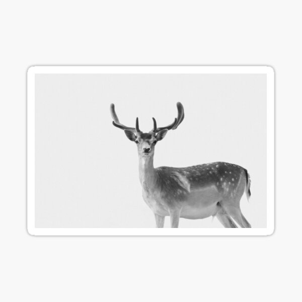 " Fallow deer in black and white" Sticker for Sale by MargrietV | Redbubble
