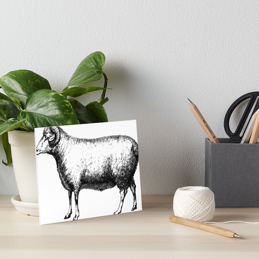 "Merino Ram" Art Board Print for Sale by seriouscereal | Redbubble